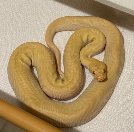 Pearl Patternless * Free Shipping* Burmese Python by Jim Kuroski