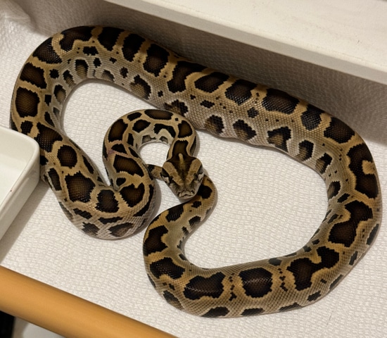 Het Albino 66% Het Patternless *Free Shipping* Burmese Python by Jim ...