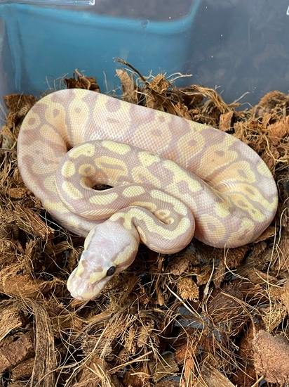 Pos Super Pastel Banana 50% Het Clown Ball Python by Steel Valley Reptiles
