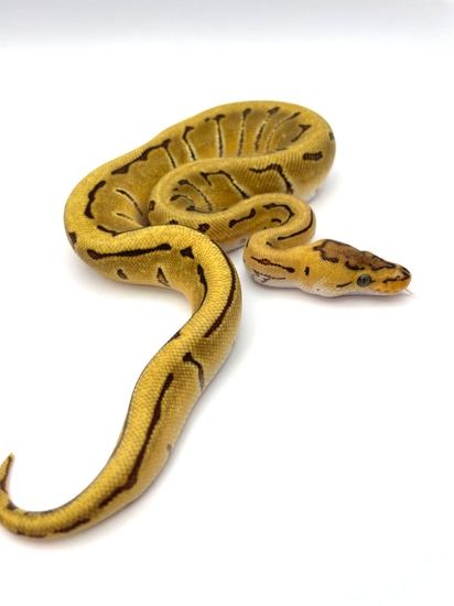 Pinstripe Enchi Crypton Ball Python by Steel Valley Reptiles