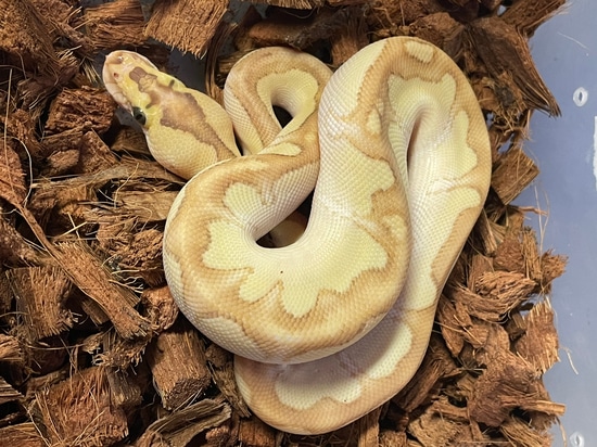 Banana Butter Enchi Clown Ball Python by Steel Valley Reptiles