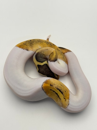 Pastel Sandblast Pied (Orange Dream) Ball Python by Steel Valley Reptiles