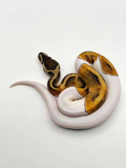 Orange Dream Pied (Sandblast) Ball Python by Steel Valley Reptiles