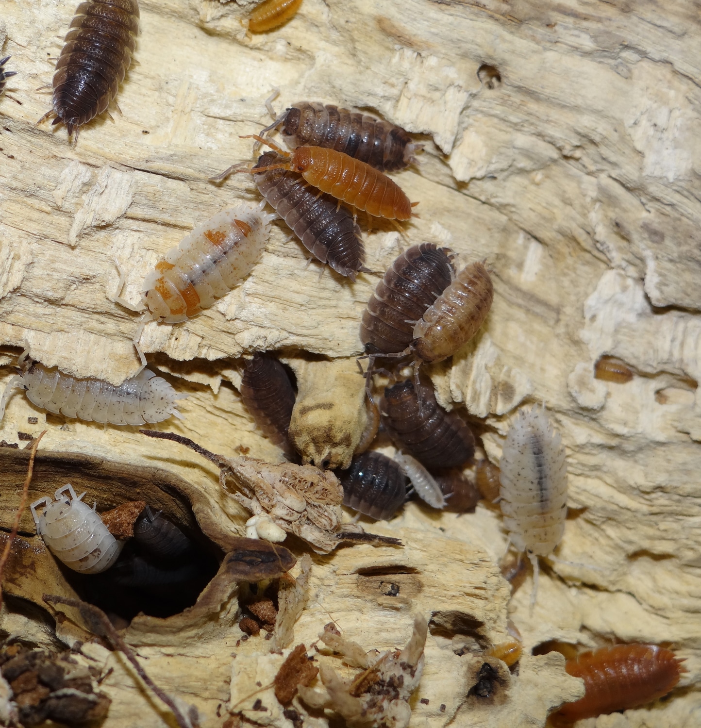 Lottery/ P. Scaber Mix 10ct Isopod by J.K. Zoological - MorphMarket