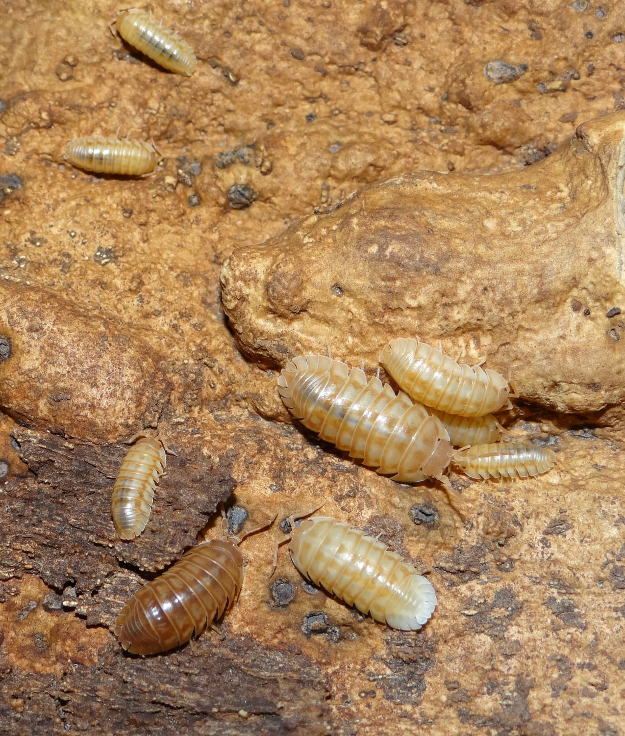 Armadillidium Nasatum "Peach" 15ct Isopod by J.K. Zoological - MorphMarket