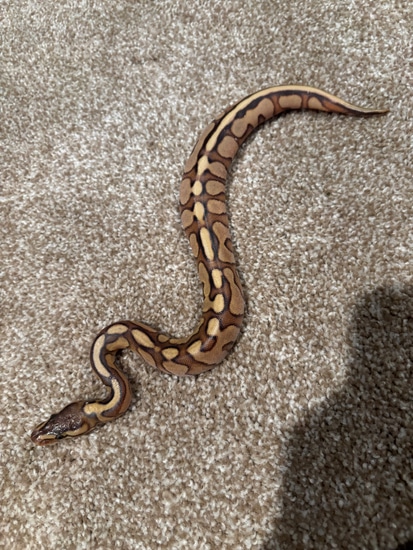 KIKI Project Ball Python by Jack Leonard Reptiles