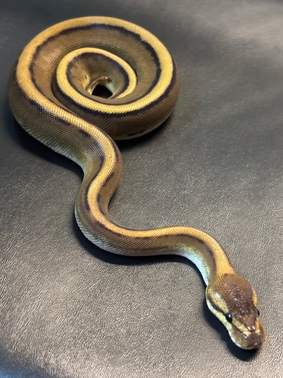 G-stripe 💯 Het Clown Ball Python by Jack Leonard Reptiles
