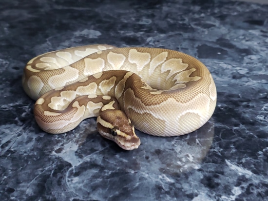Lesser Enchi Green Pastel Ball Python by JL Royals LLC