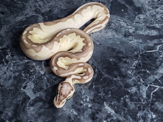 Pastel Enchi Green Pastel Ball Python by JL Royals LLC