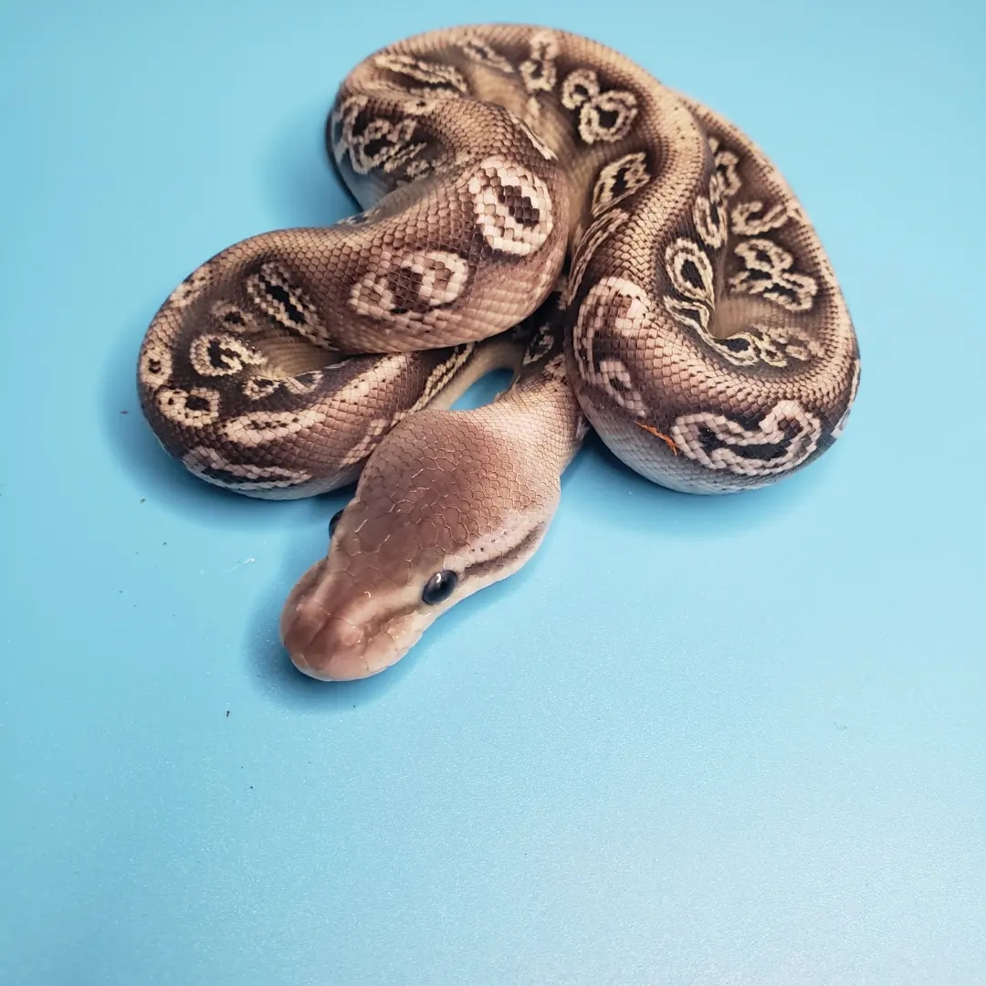 Black Pewter HGW Pos OD 50% Het Orange Ghost Ball Python by JL Royals ...