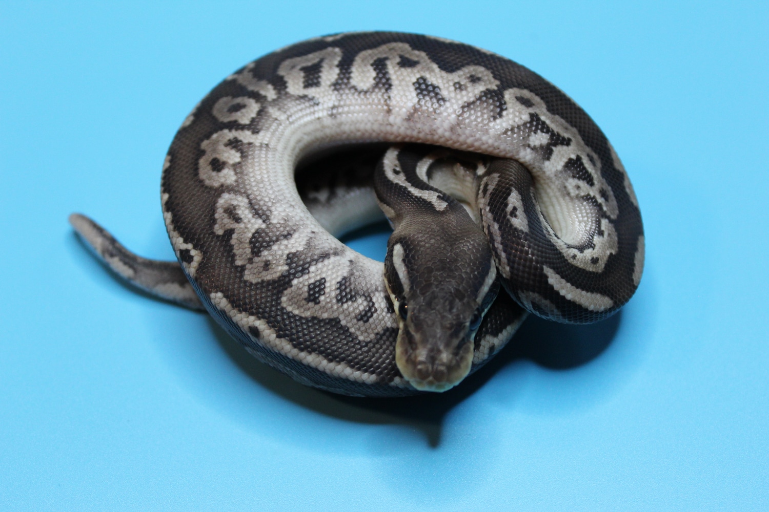 2022 F Black Pewter Het Pied 50% Het Hypo Ball Python by JL Royals LLC - MorphMarket