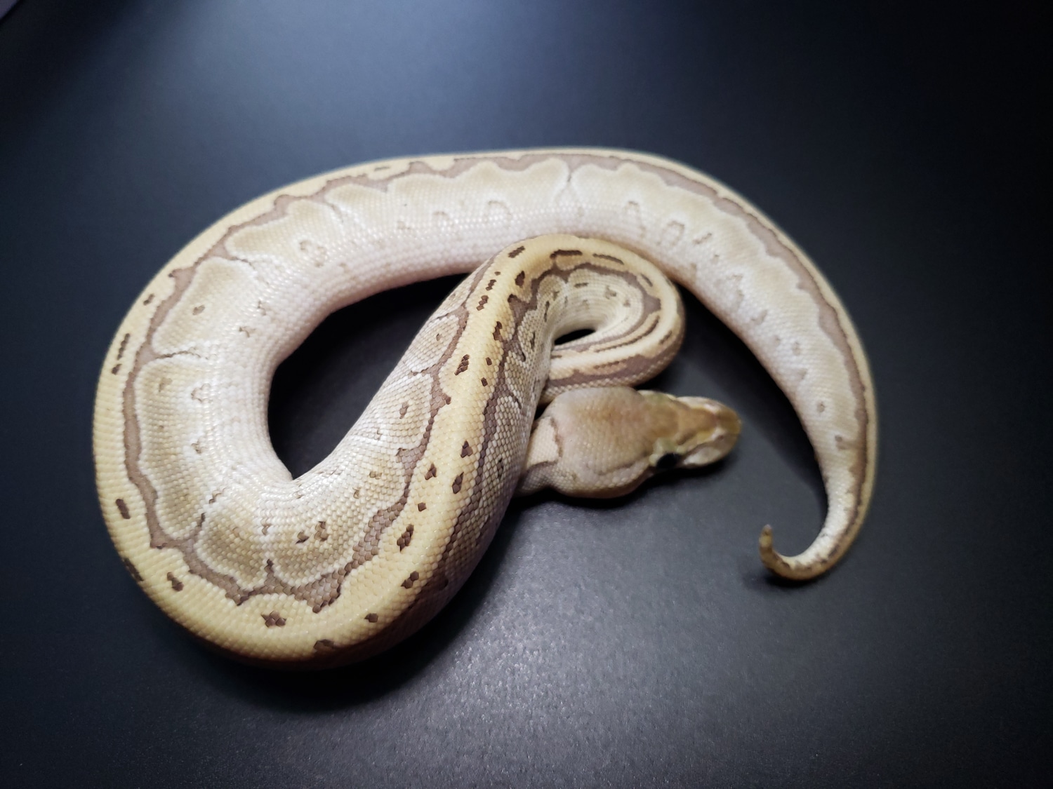 Lesser Pinstripe 50% Het Hypo Ball Python by JL Royals LLC - MorphMarket