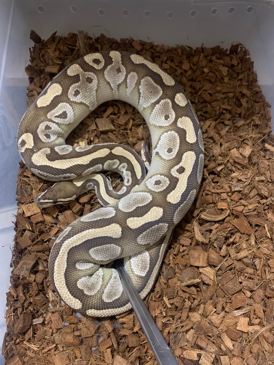 Lesser Yellowbelly Ball Python by JLContrictors - MorphMarket