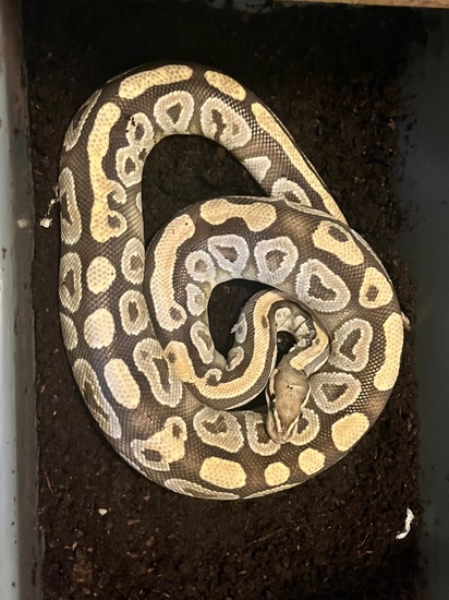 Mojave Vanilla Yellowbelly Ball Python by JLContrictors