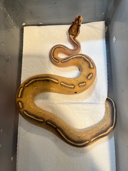 Fire Highway Ball Python by JLContrictors