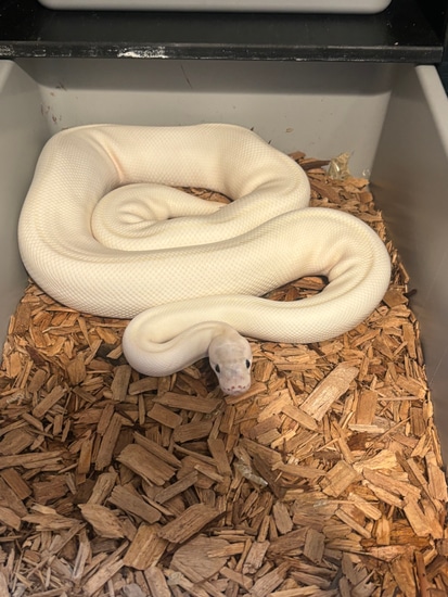 Super OD Ivory Ball Python by JLContrictors