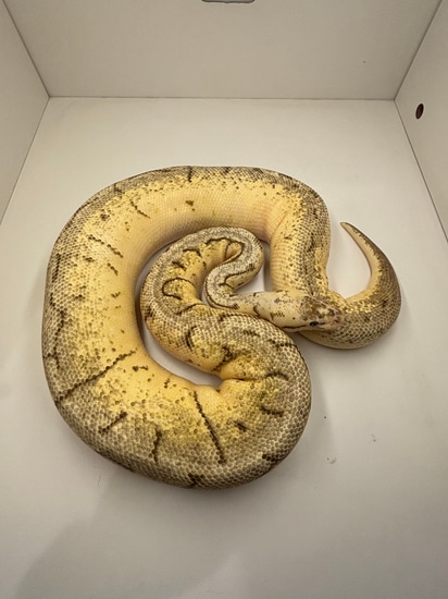 Spinnerblast Yellowbelly Het Pied Ball Python by JLContrictors