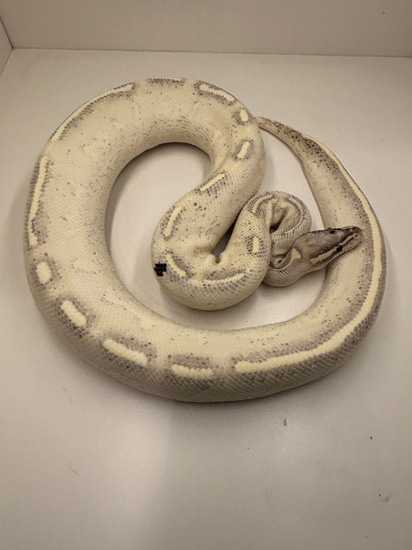 Highway Het Pied Ball Python by JLContrictors