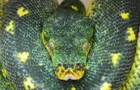 Green Tree Python Clutch: Clutch-24 by JL Chondros - MorphMarket