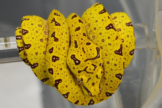 High Yellow X Biak Neo - JL2315 Green Tree Python by JL Chondros