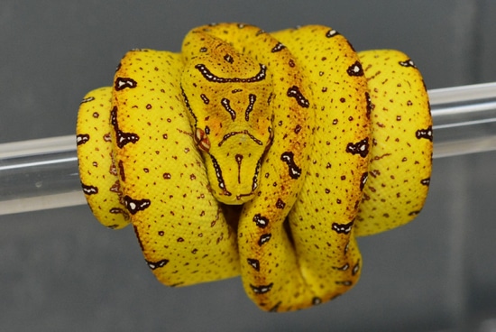 High Yellow X Biak Neo - JL2325 Green Tree Python by JL Chondros