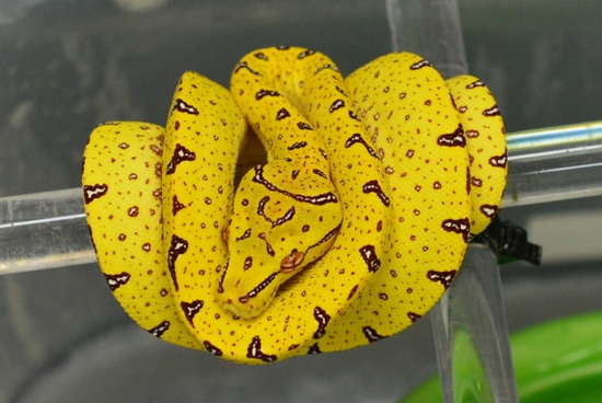 High Yellow X Biak Neo - JL2324 Green Tree Python by JL Chondros
