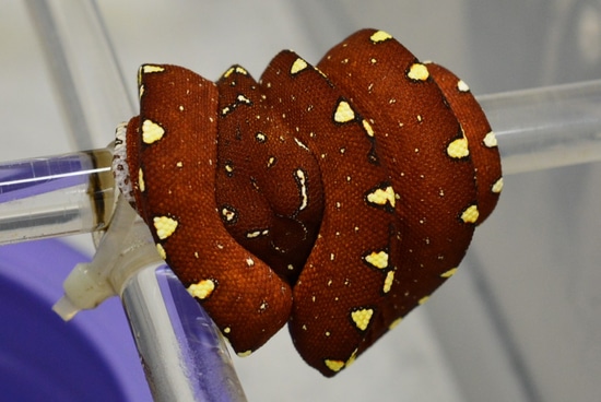 High Yellow X Biak Neo - JL2323 Green Tree Python by JL Chondros