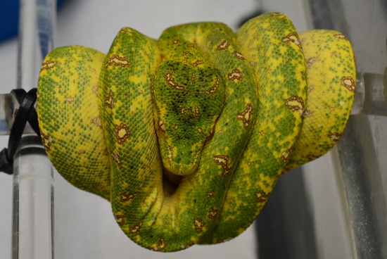 High Yellow X Black Pearl - JL2331 Green Tree Python by JL Chondros