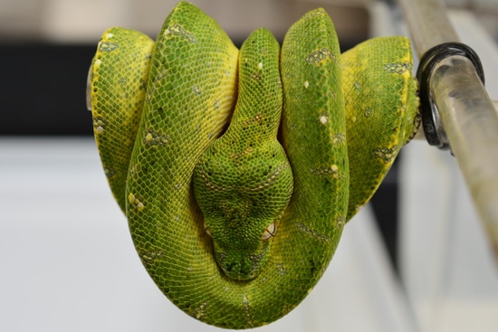 High Yellow X Black Pearl - JL2332 Green Tree Python by JL Chondros