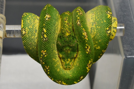 High Yellow X Black Pearl - JL2338 Green Tree Python by JL Chondros