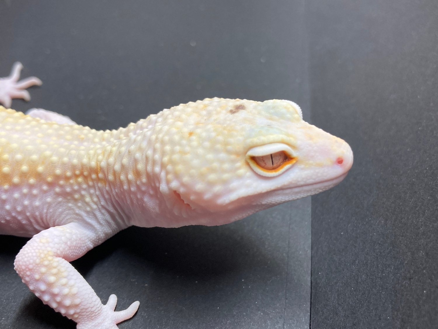 Bell Albino W/Y Leopard Gecko by Critter Closet Geckos - MorphMarket