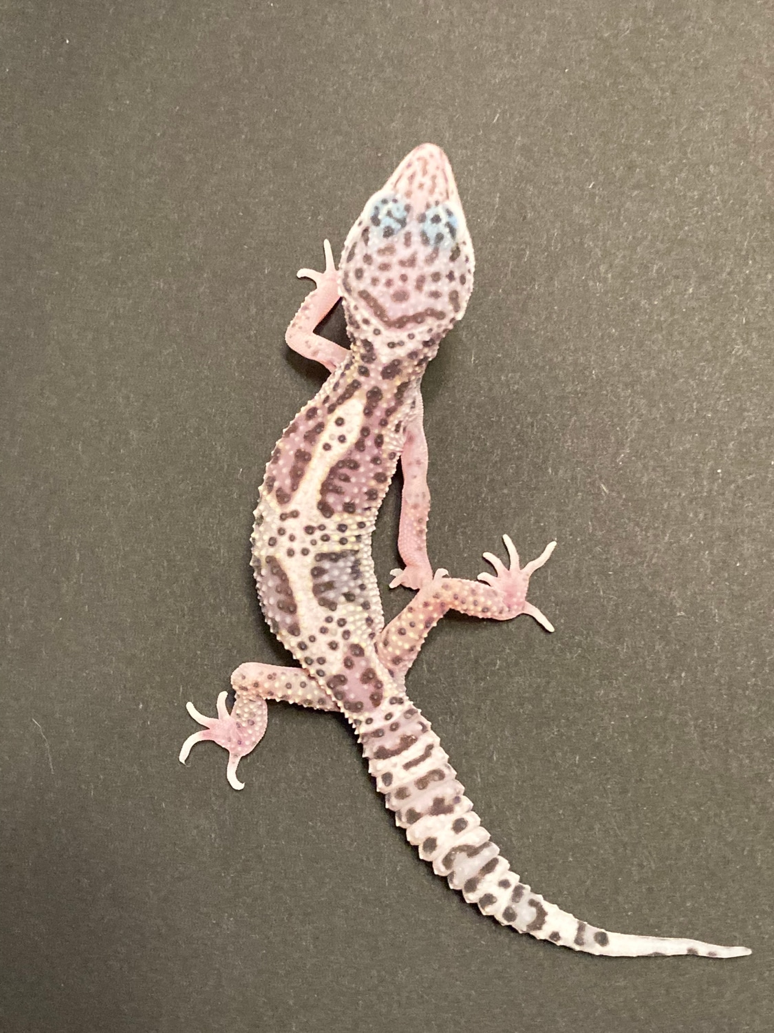 TSF Bold Stripe Mack Snow Leopard Gecko by Critter Closet Geckos ...