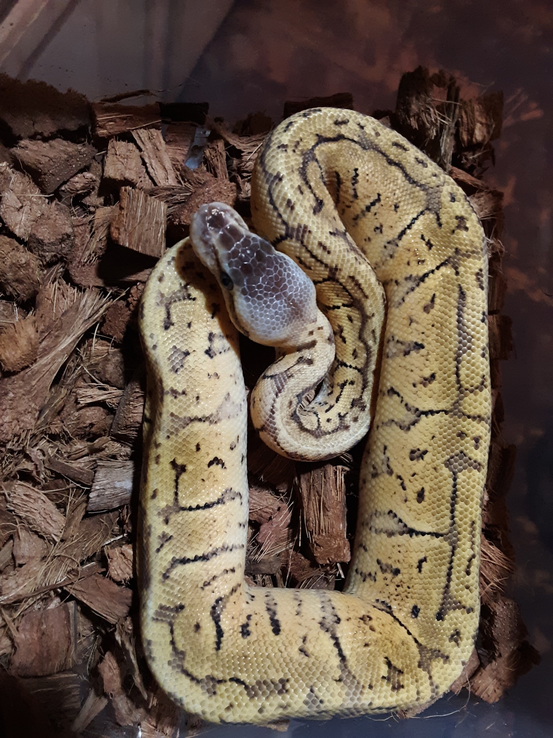 Lemonblast Ball Python by JLeec exotics - MorphMarket