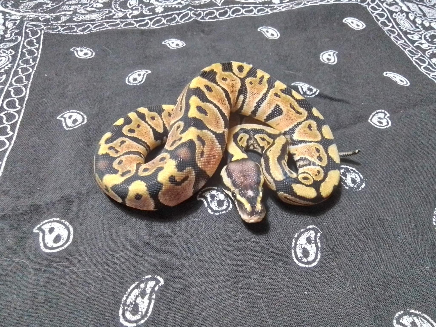 Pastel Scaleless Head Ball Python by JLeec exotics - MorphMarket