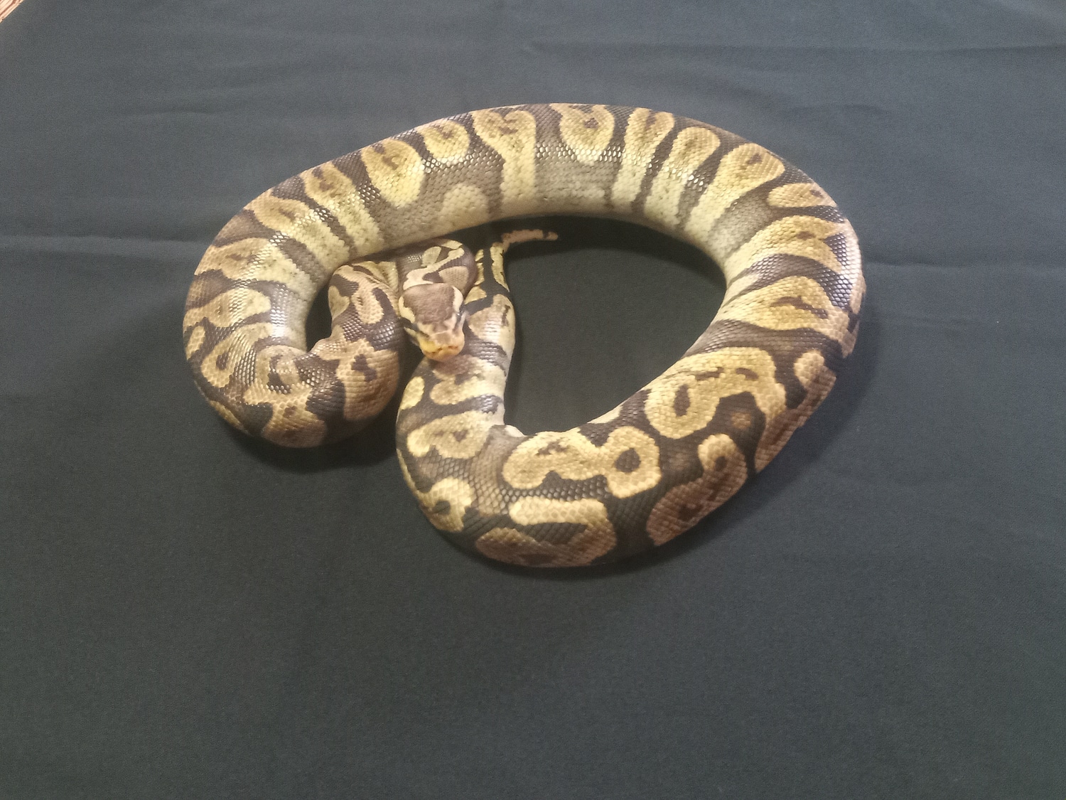 Ghi Pastel Ball Python by JLeec exotics - MorphMarket