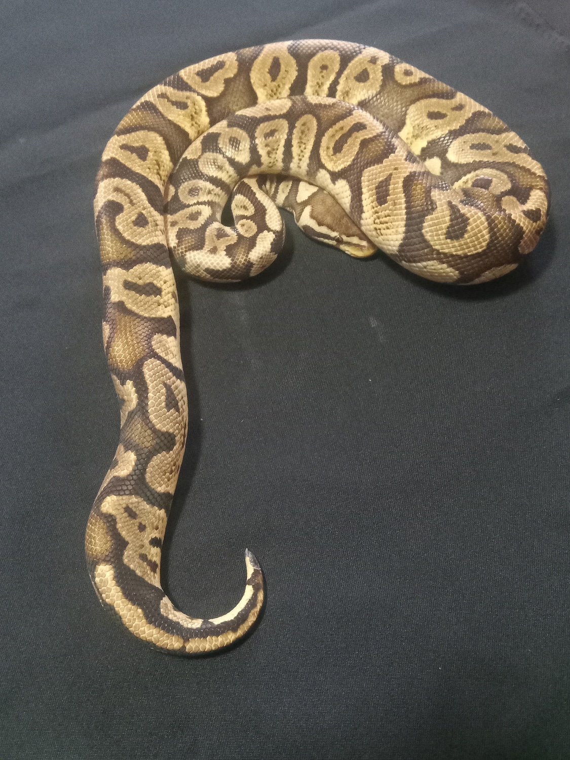 Pastel Phantom Ball Python by JLeec exotics - MorphMarket