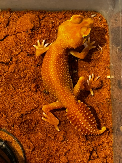 Nephurus Pilbarensis Albino Pair Knob-Tailed Gecko by Jonathan Leming