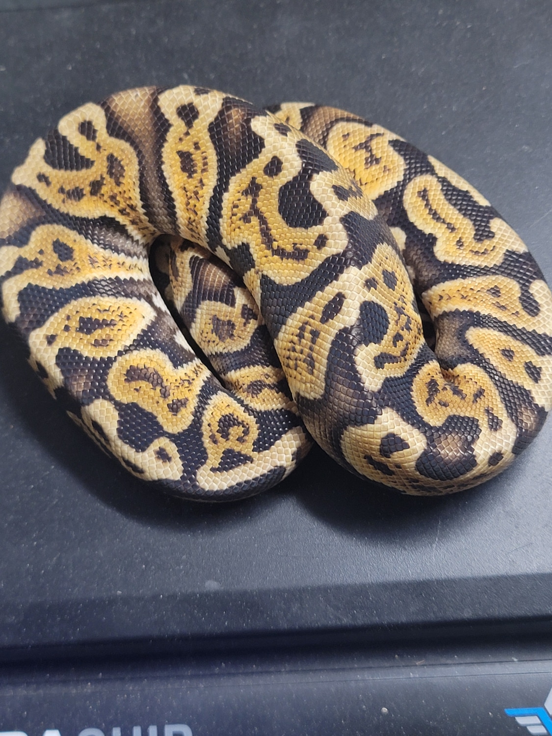 Pastel Ghi Mahogany Ajax Ball Python by Jdi Pythons Llc - MorphMarket