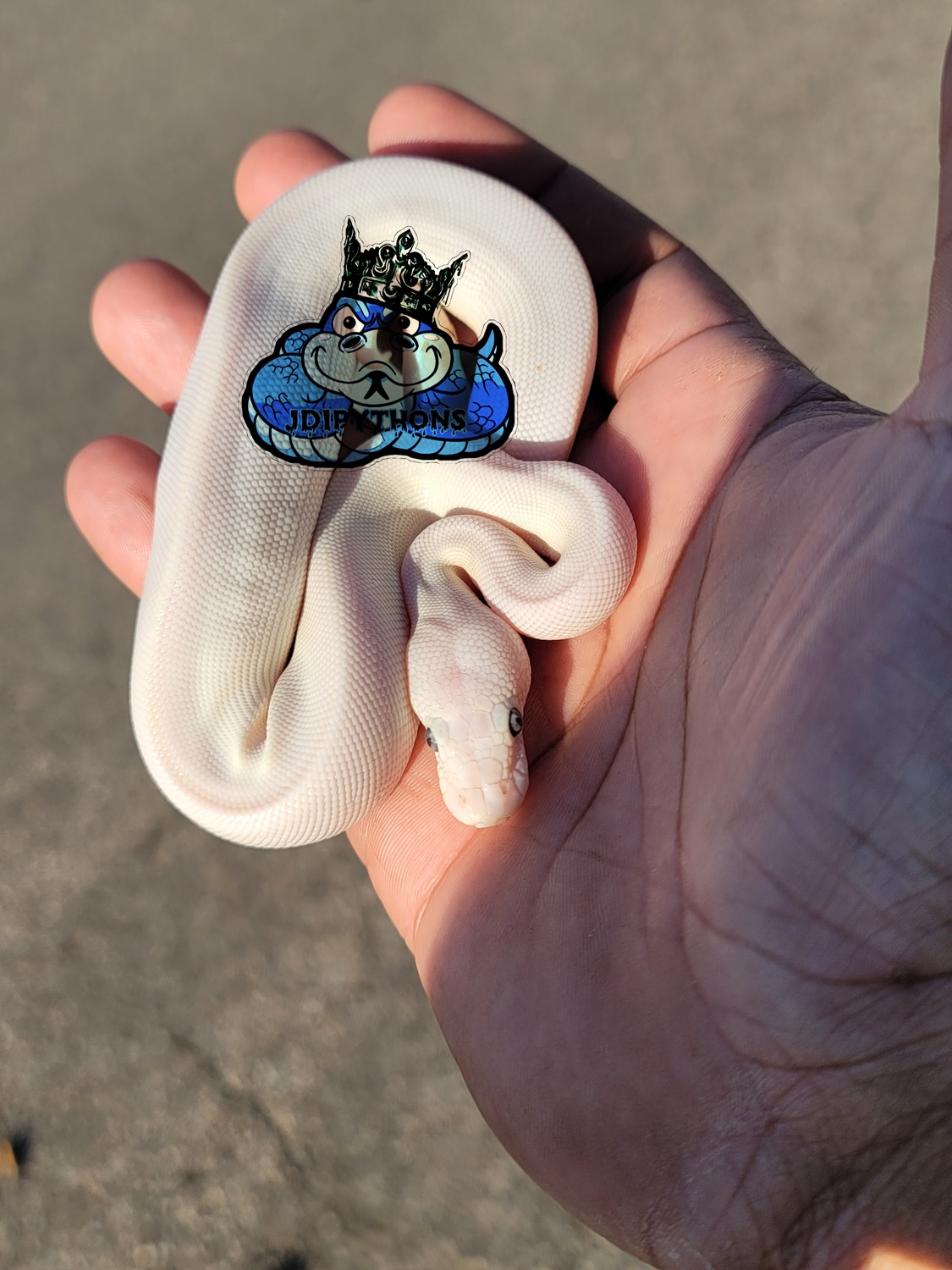 Mojave/ Mystic Lesser Ball Python by Jdi Pythons Llc - MorphMarket
