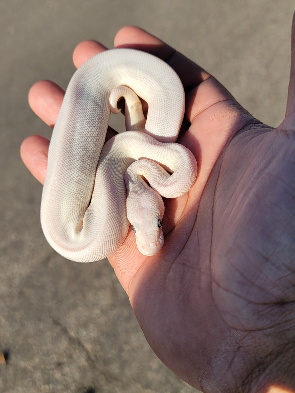 Mystic Lesser Ball Python by Jdi Pythons Llc - MorphMarket