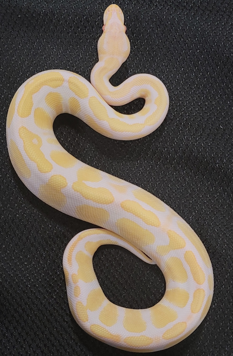 Mahogany Albino Ball Python by Jdi Pythons Llc - MorphMarket