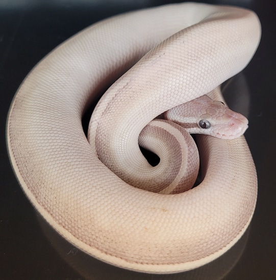 Mystic Potion Ball Python by Jdi Pythons Llc