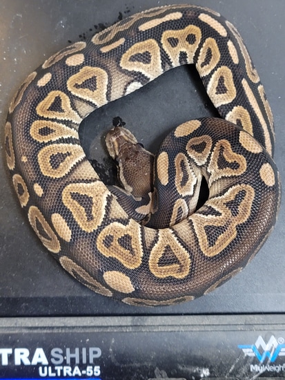 Cinnamon Ball Python by Jdi Pythons Llc - MorphMarket