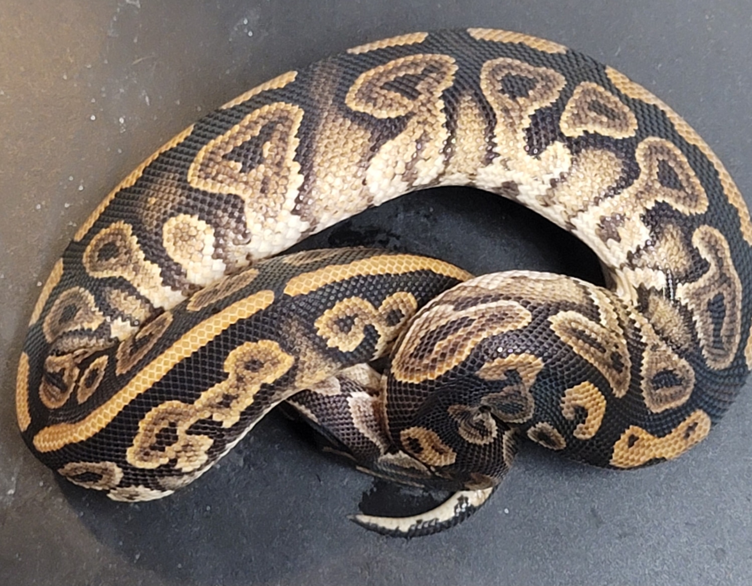 Black Pastel Het Hypo Ball Python by Jdi Pythons Llc - MorphMarket