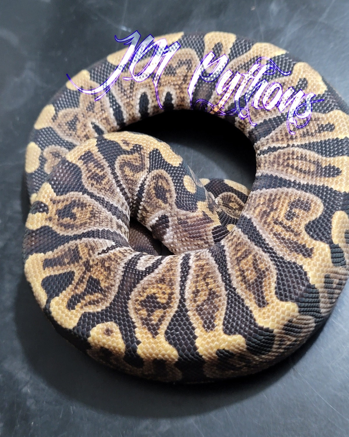 GHI Mahogany Ajax Ball Python by Jdi Pythons Llc - MorphMarket