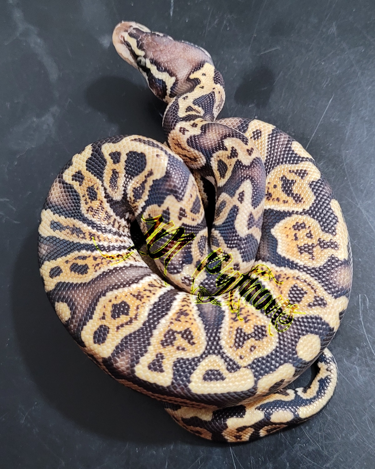 Pastel Ghi Mahogany Ajax Ball Python by Jdi Pythons Llc - MorphMarket