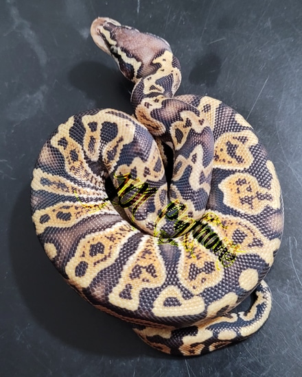 Pastel Ghi Mahogany Ajax Ball Python by Jdi Pythons Llc