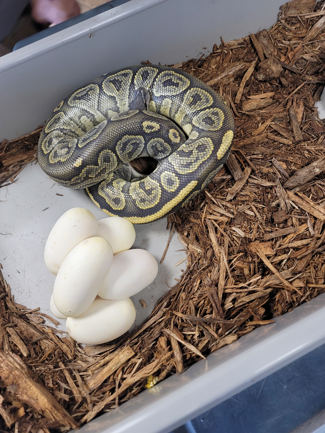 Black Pastel Hypo Ball Python by Jdi Pythons Llc - MorphMarket