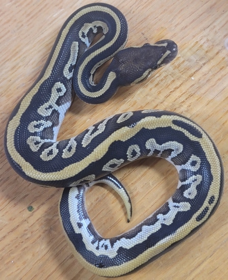 Leopard Mojave Poss Het Pied Ball Python by Jdi Pythons Llc