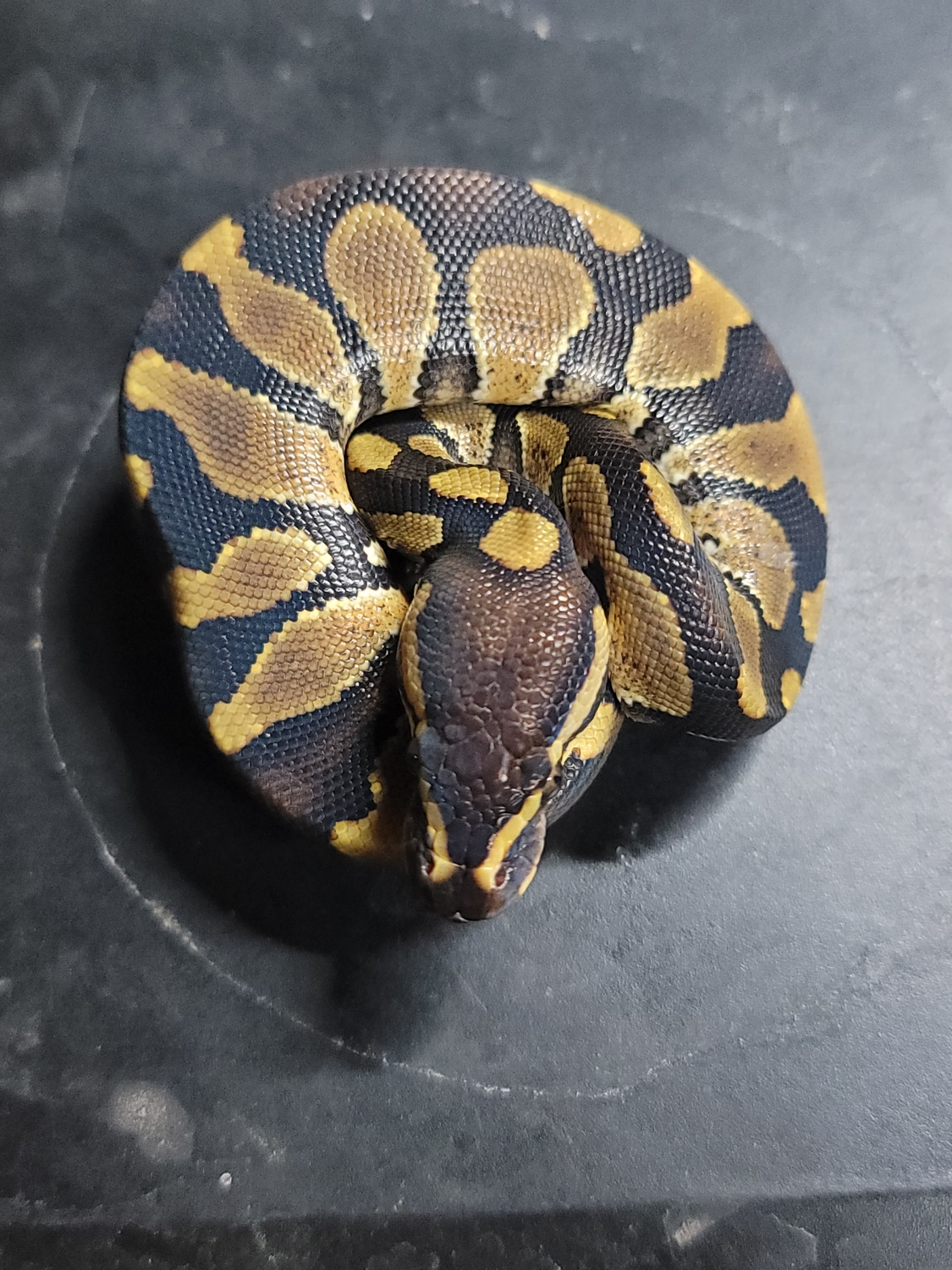 Chocolate Enchi Ball Python by Jdi Pythons Llc - MorphMarket